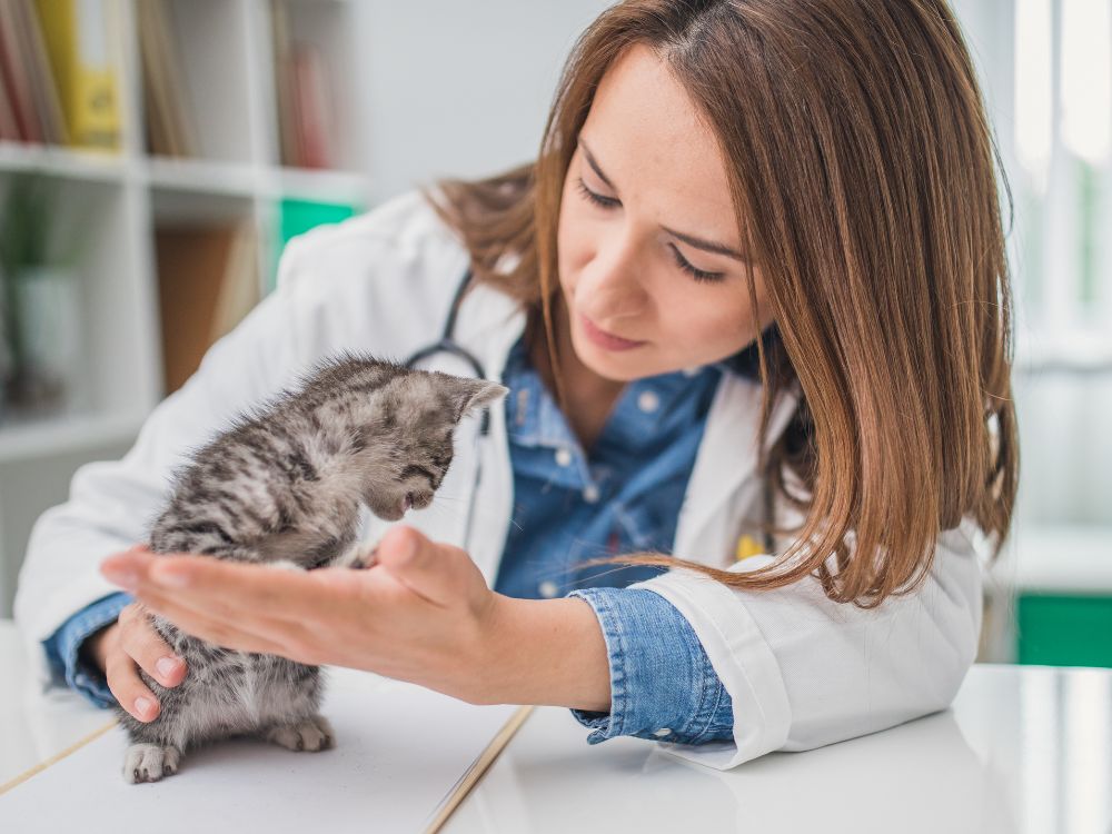 Diálise peritoneal em gatos: o que é?
