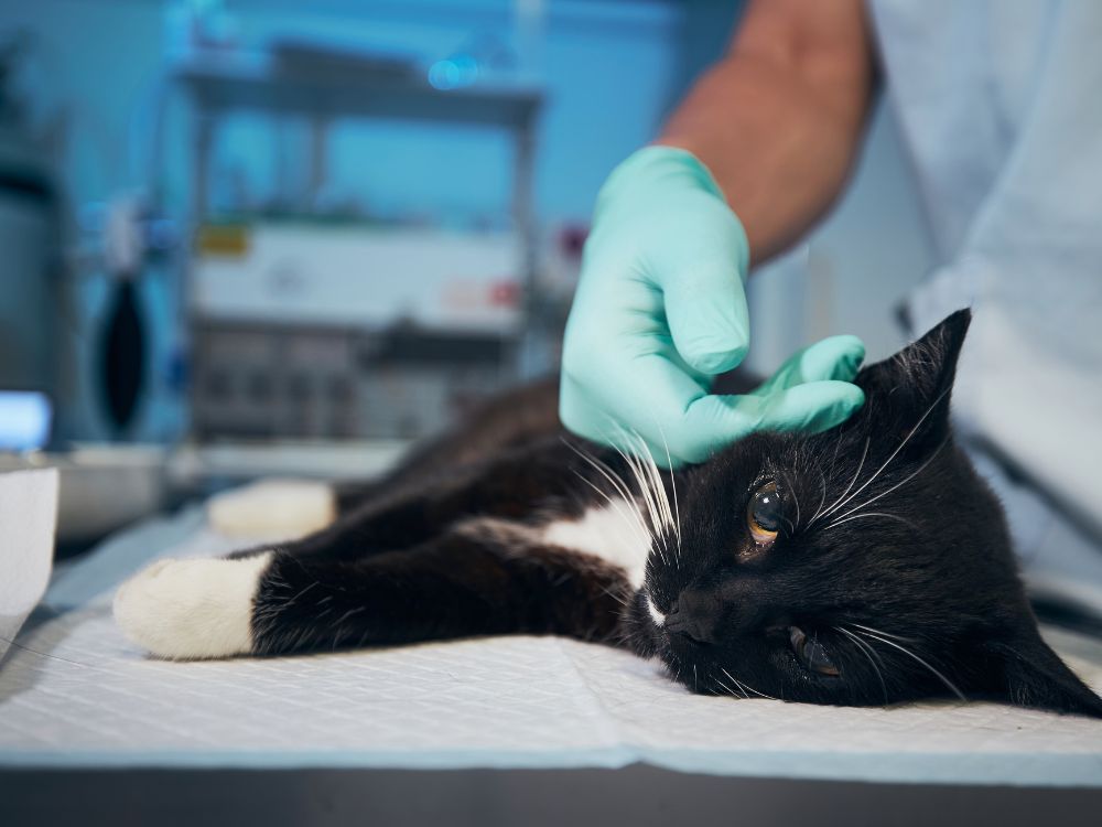 Diálise peritoneal em gatos: o que é?