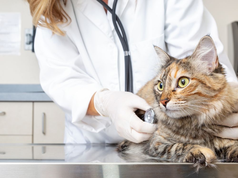 Diálise peritoneal em gatos: o que é?