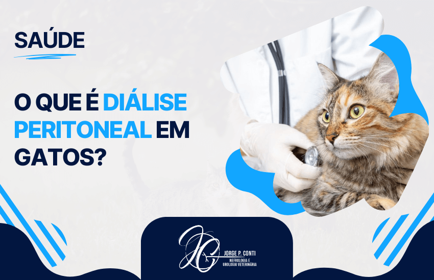 Diálise peritoneal em gatos: o que é?